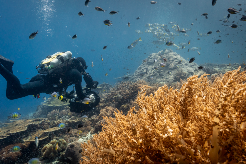 Ocean with David Attenborough review: Dirs. Colin Butfield, Toby Nowlan ...